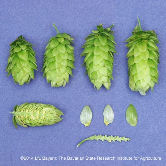 Hallertau Mittelfrüh 8oz AROMA Hop Pellets - BSG Sourced - Hobby Homebrew